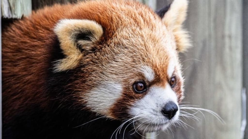 Red panda pumanaw sa Toronto Zoo, makaraan ang 3 linggo na pagpanaw ng ...