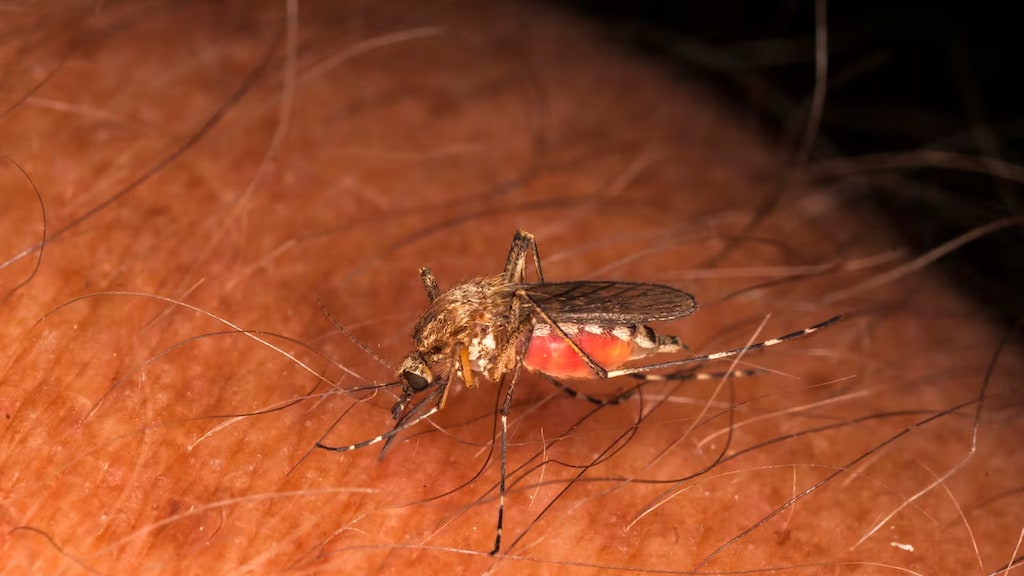 Virus na makikita sa mga invasive na lamok natagpuan sa Sea-to-Sky ...
