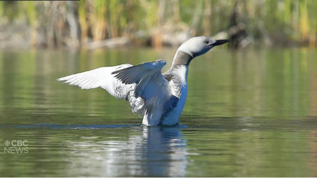 The Moment a rare white loon was caught on camera | Radio-Canada.ca