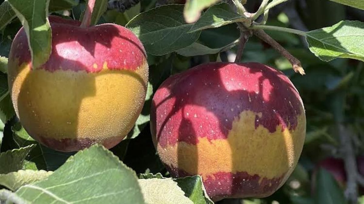 Attendez-vous à manger des pommes à l’apparence étrange | Mordu