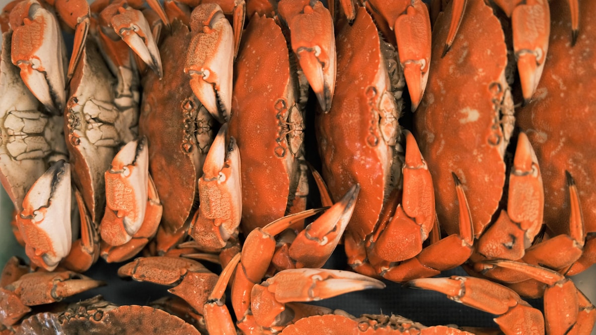 Un nouveau crabe arrive en ville | Mordu