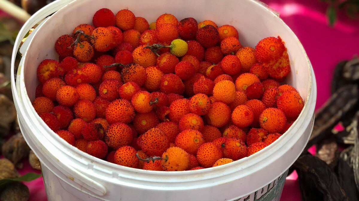 Un fruit mystère dégusté en Croatie | Savourer x Mordu