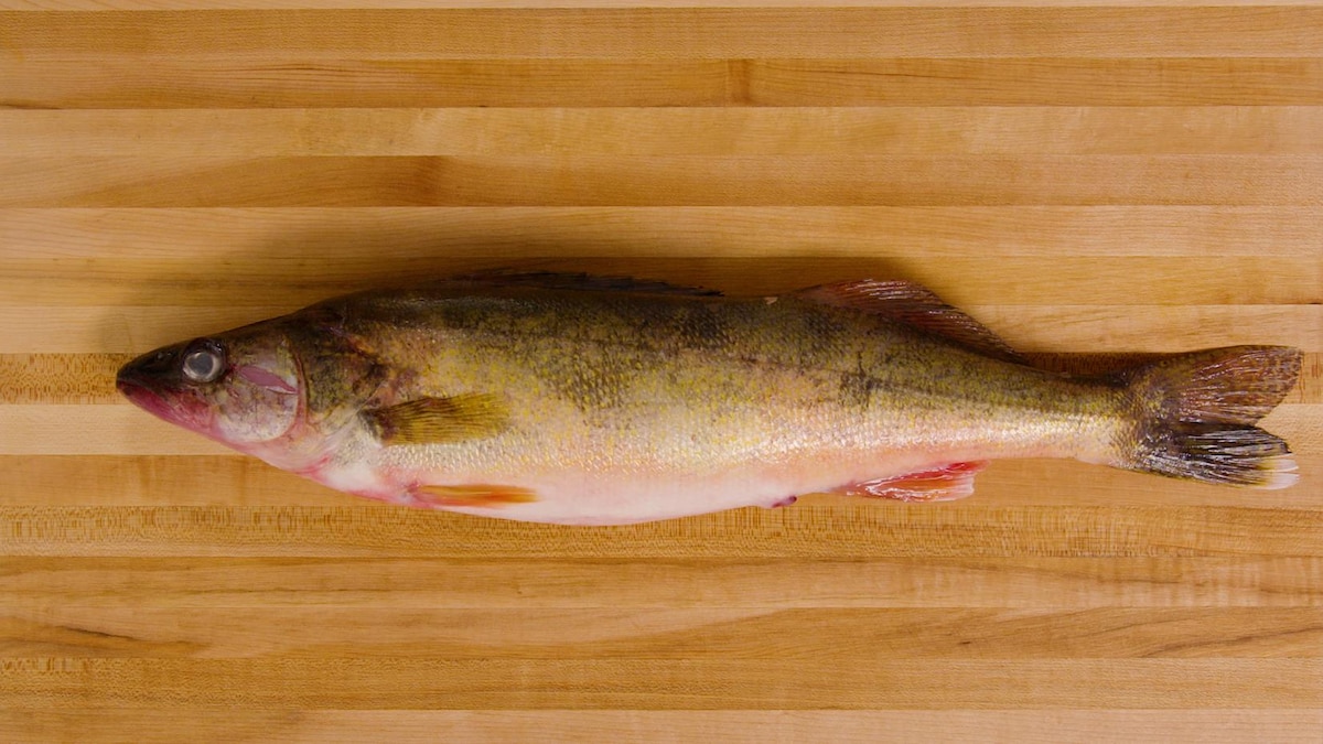 Comment fileter un poisson frais | Mordu