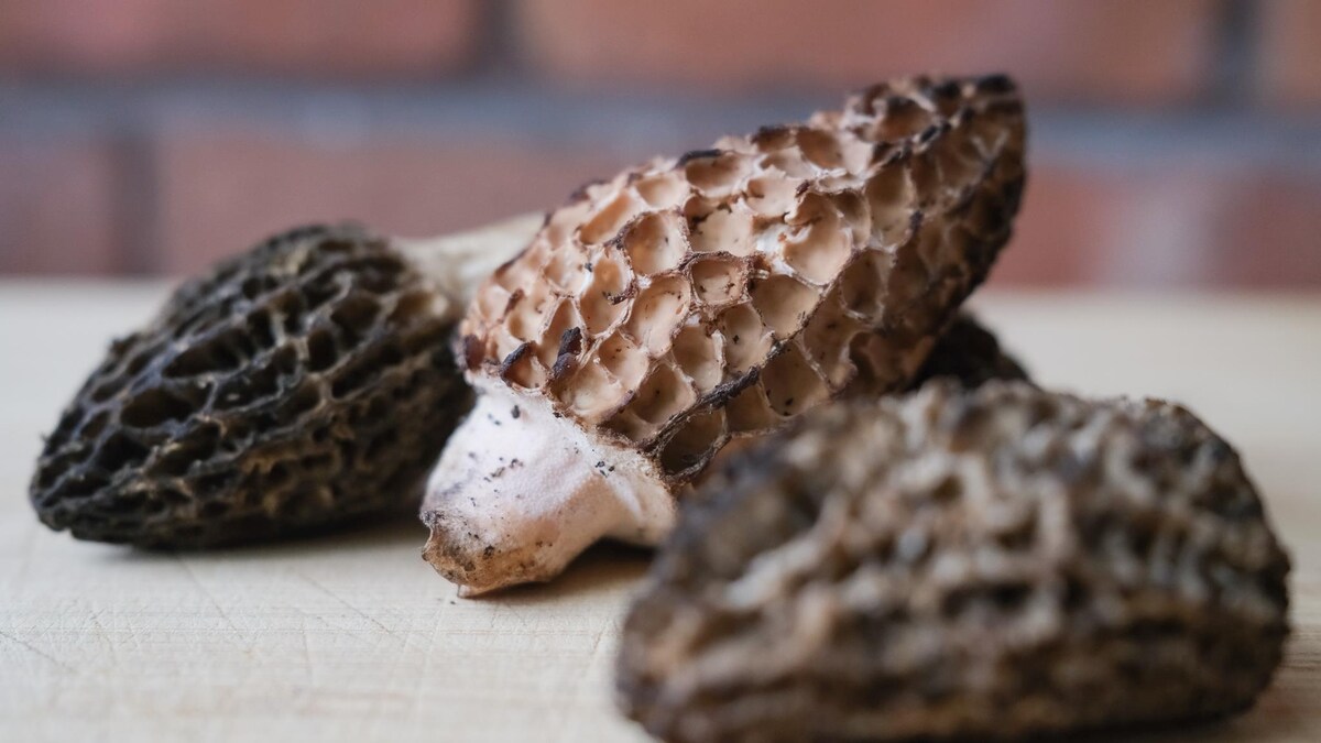 Comment profiter à fond de la (trop courte) saison des morilles | Mordu