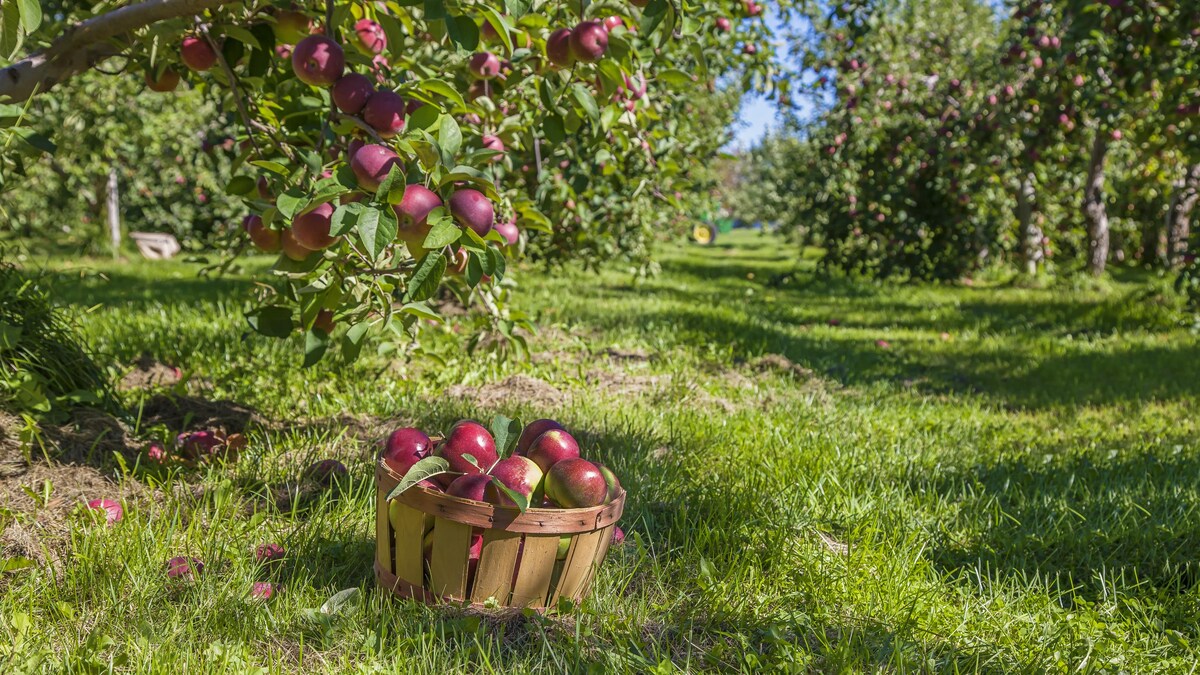 7 vergers où aller cueillir des pommes au Québec | Mordu