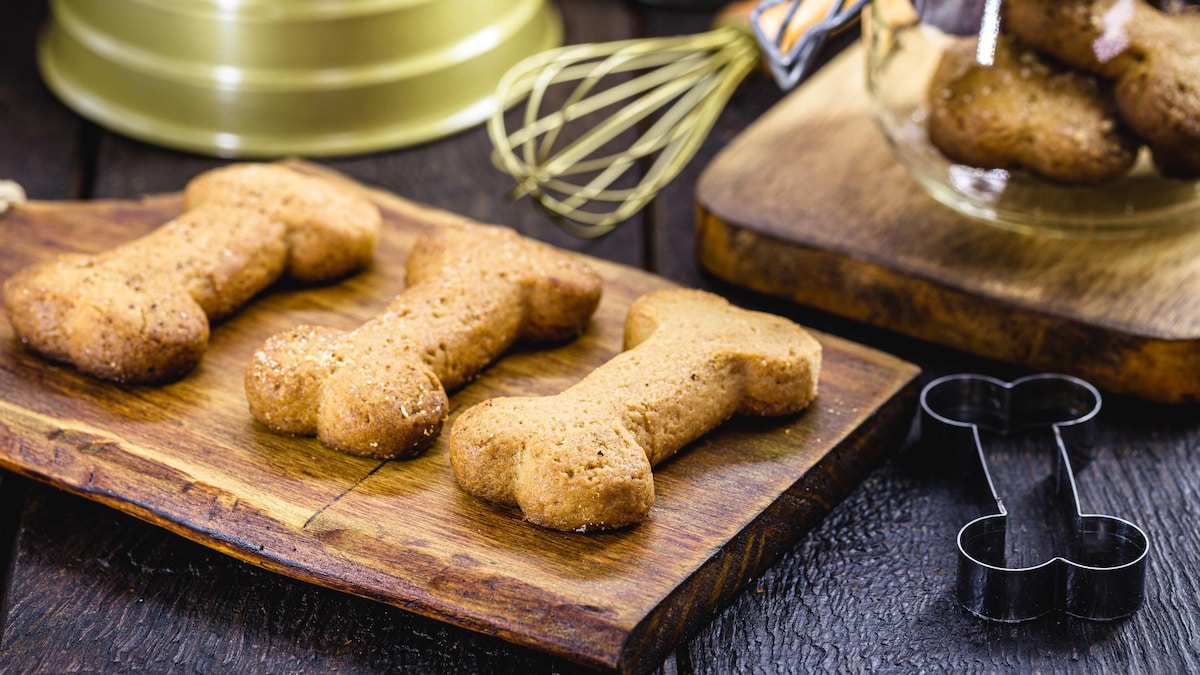 Biscuits pour chien | Mordu