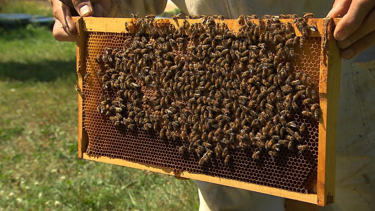 Les abeilles sur la Côte-Nord souffrent des températures en dents de ...