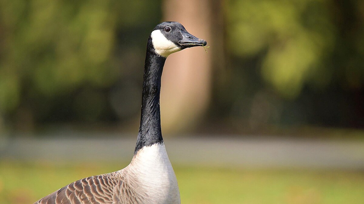 Verglas : 150 équipes d’Hydro-Québec de la région de Québec et de la ...