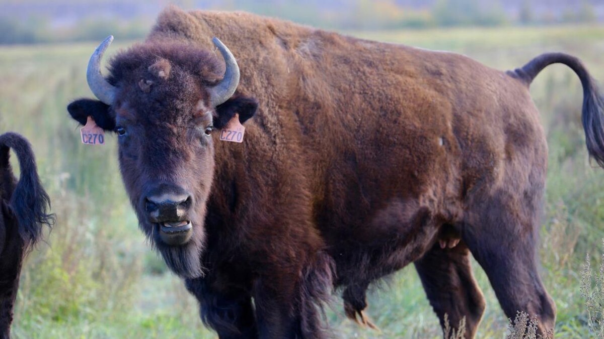 Faune et flore | Radio-Canada | Page 116