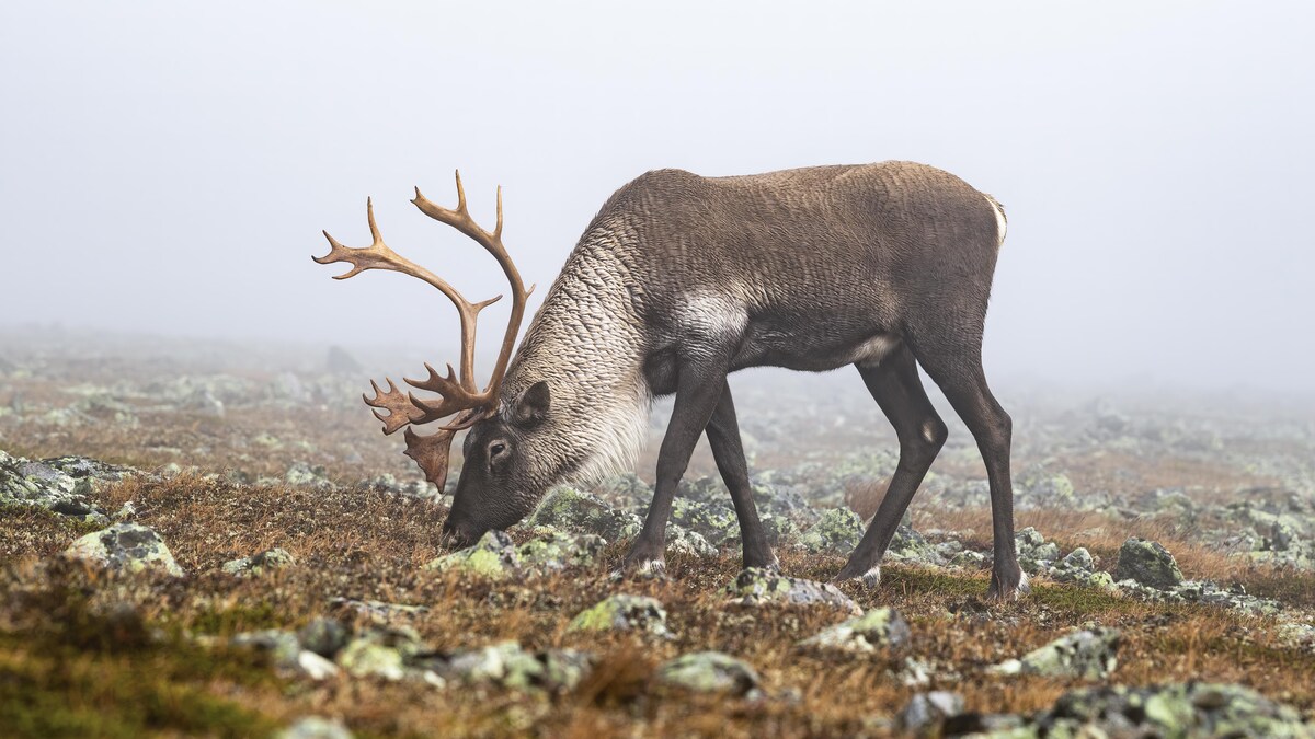 David Rémillard | Profil | Radio-Canada | Page 6