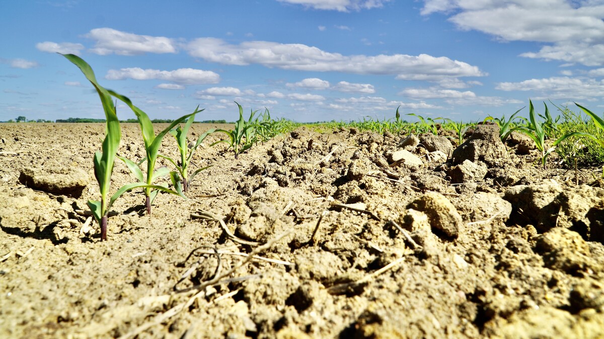 Le temps sec inquiète des agriculteurs du Centre-du-Québec | Le ...