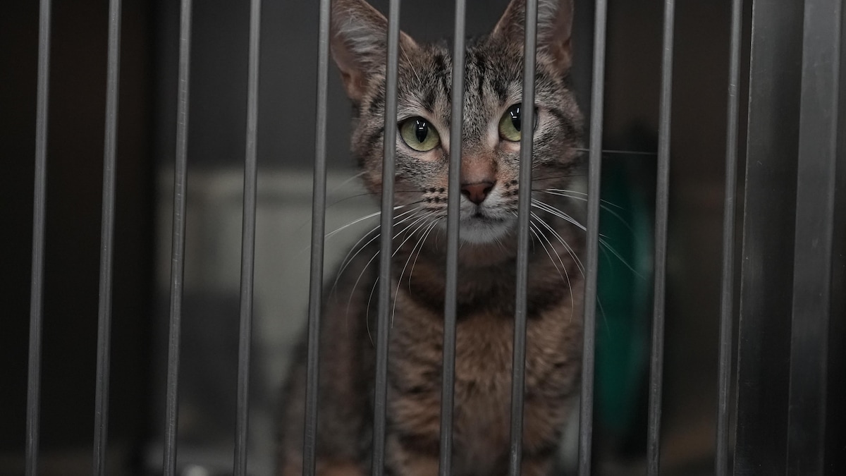 Surpopulation féline : la SPCA agit sur le terrain | Le téléjournal ...