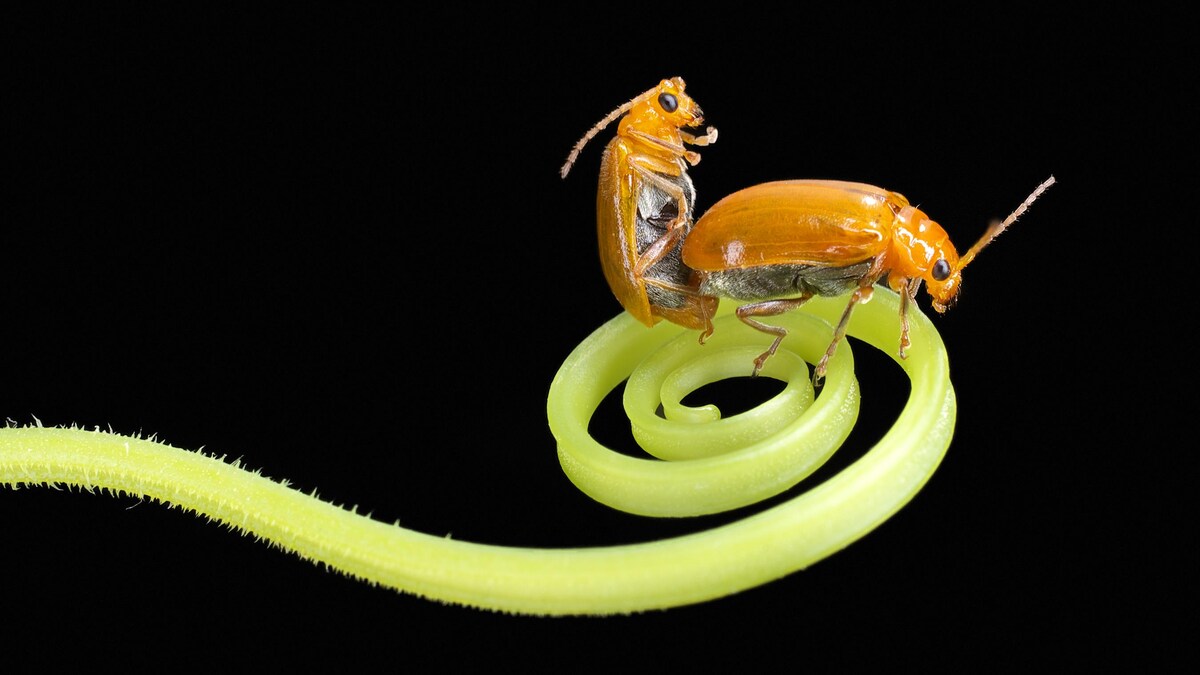 En continu | Science | Radio-Canada | Page 265