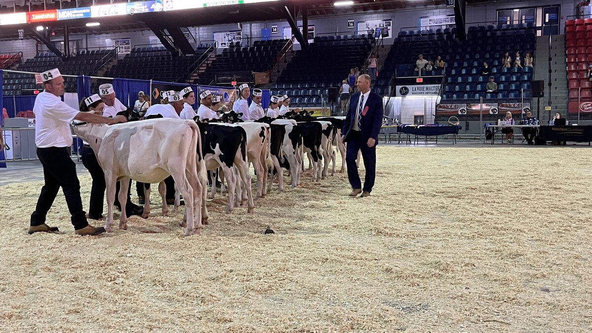 Jugement des vaches holsteins : entre modernité et tradition | Le ...