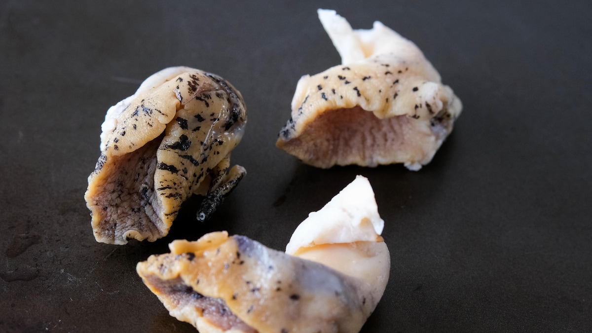 Le bourgot : un mollusque qui a du muscle! | Mordu