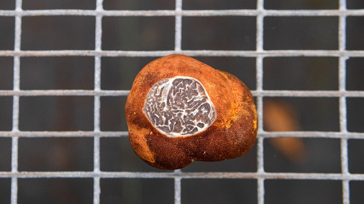 Visite chez un trufficulteur des Appalaches | Mordu