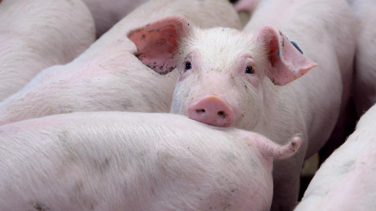 Elisa P. Serret | Profil | Radio-Canada