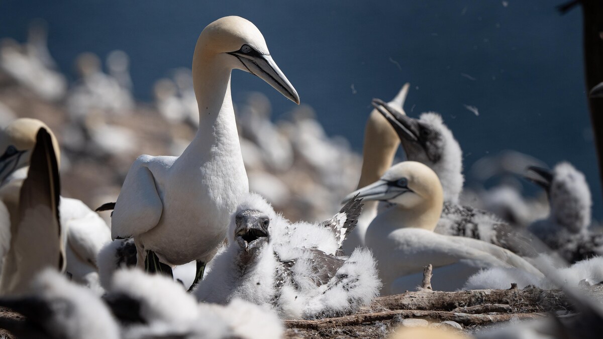 Le fou de Bassan de Percé se relève de la grippe aviaire | Le ...