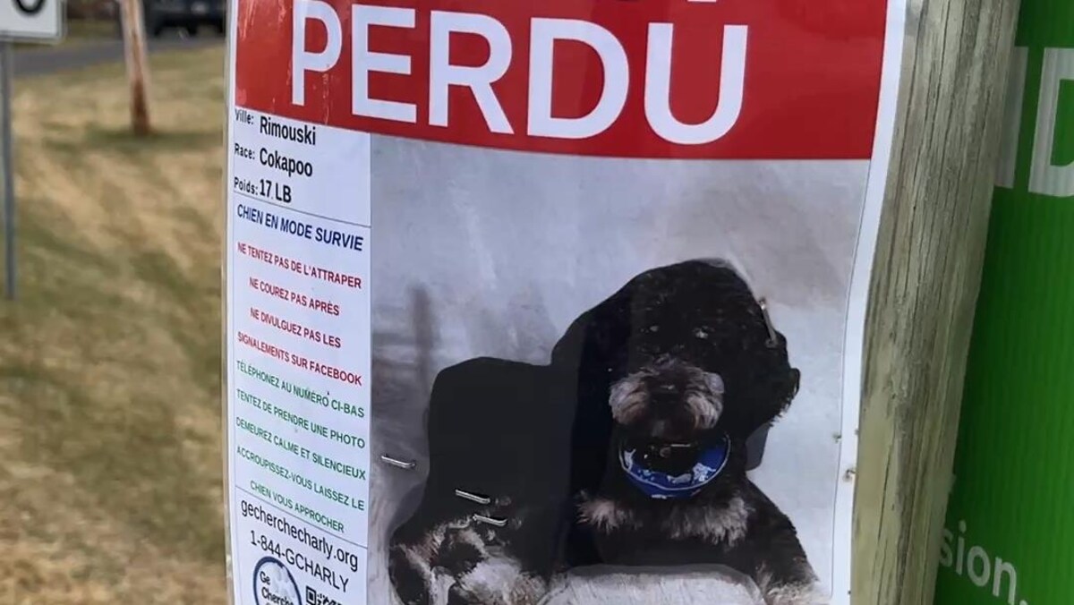 À la recherche du chien perdu | Le téléjournal Est-du-Québec
