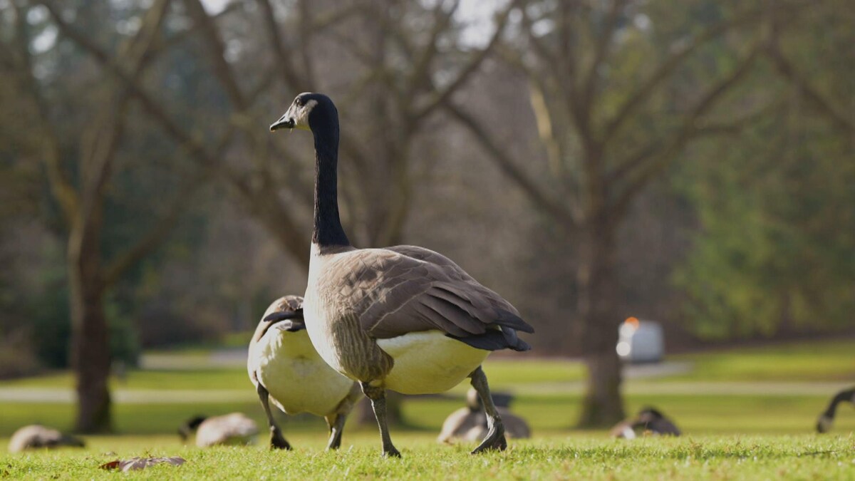Quand les bernaches ne migrent plus | La semaine verte
