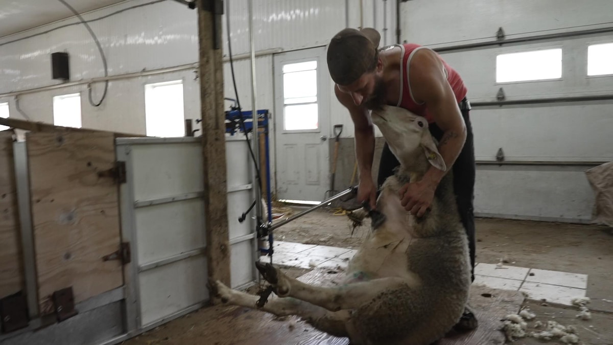 Le métier de tondeur de moutons au Québec | La semaine verte