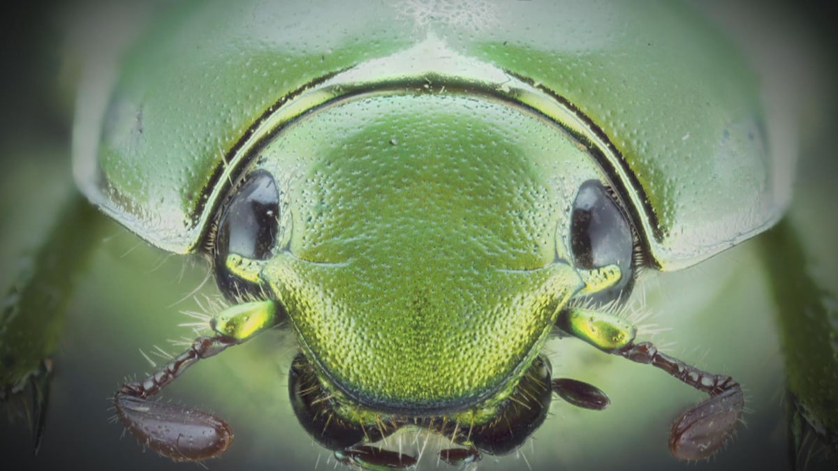 Profession : photographe d'insectes | La semaine verte