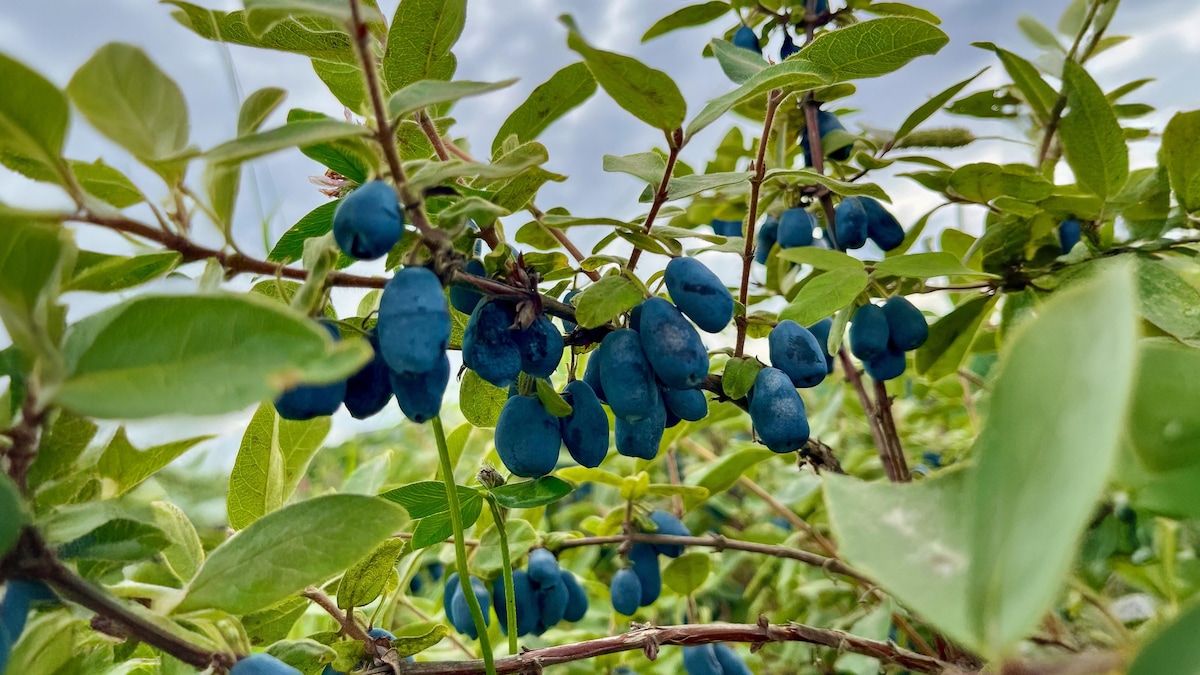 La camerise : un petit fruit avec un grand avenir | Mordu