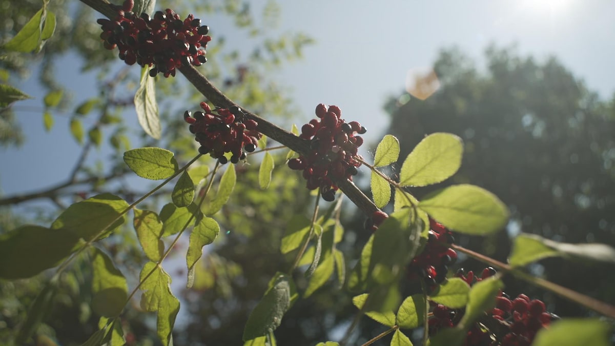 Le clavalier d’Amérique, un faux poivre? | L'épicerie