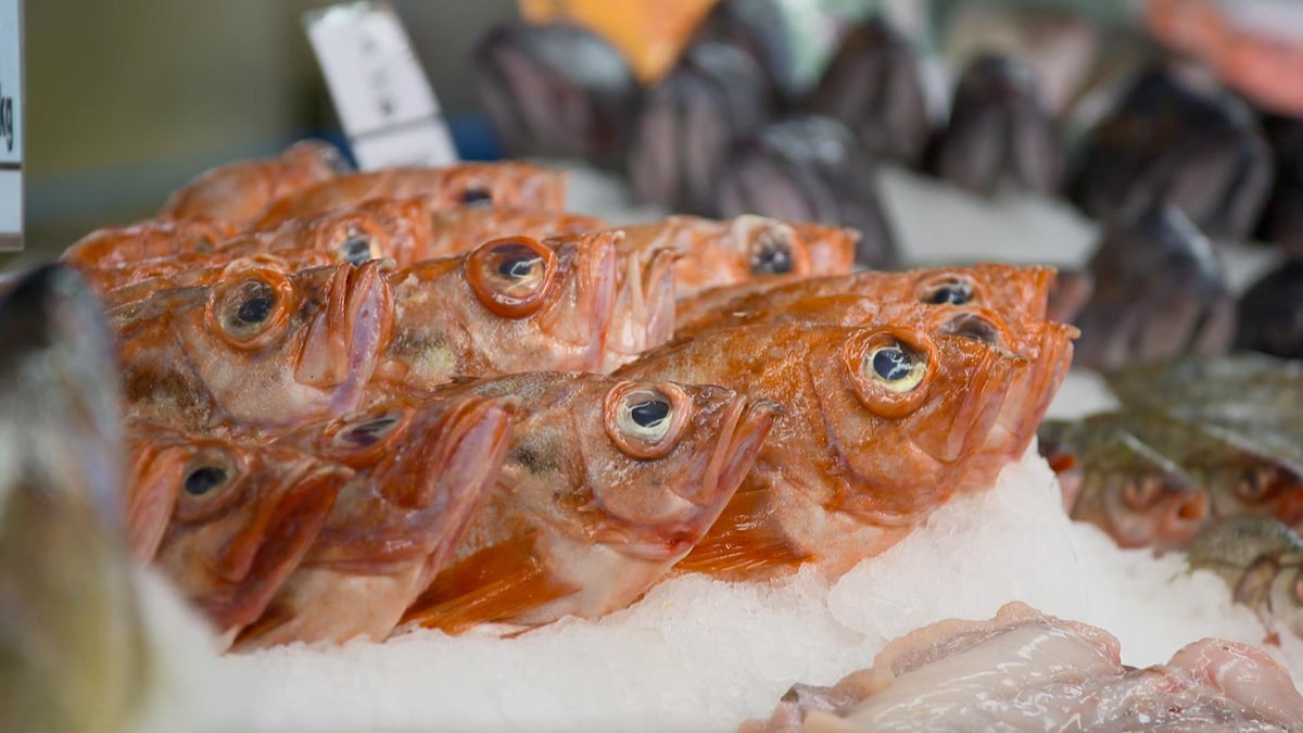 Le sébaste, poisson de l’avenir? | Mordu