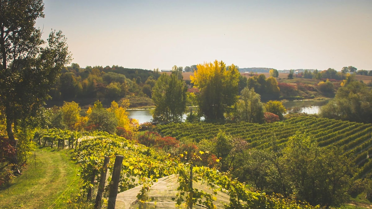 Les vins du Québec, plus populaires que jamais | Mordu