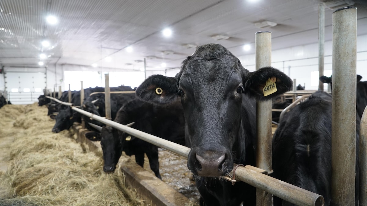 Le bœuf Wagyu très populaire en Beauce | Le téléjournal Québec