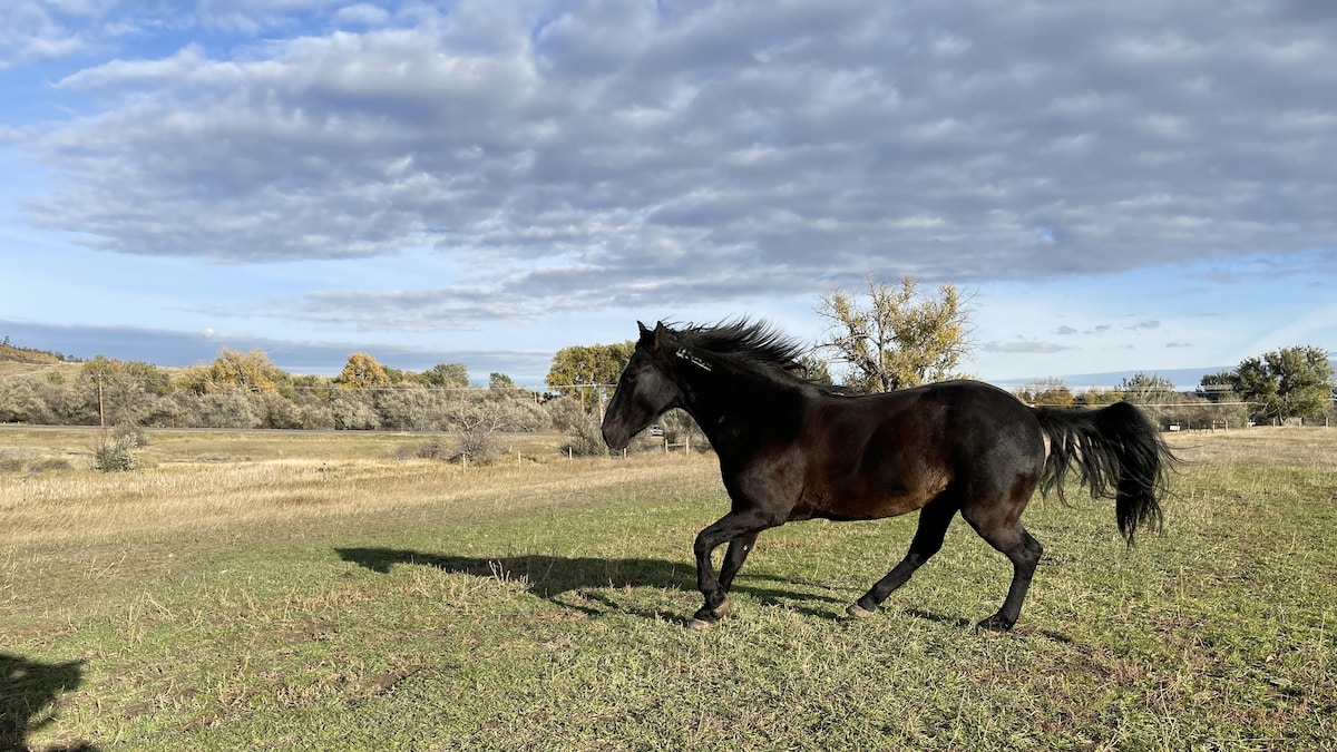 Adopter un Mustang | Le téléjournal avec Céline Galipeau