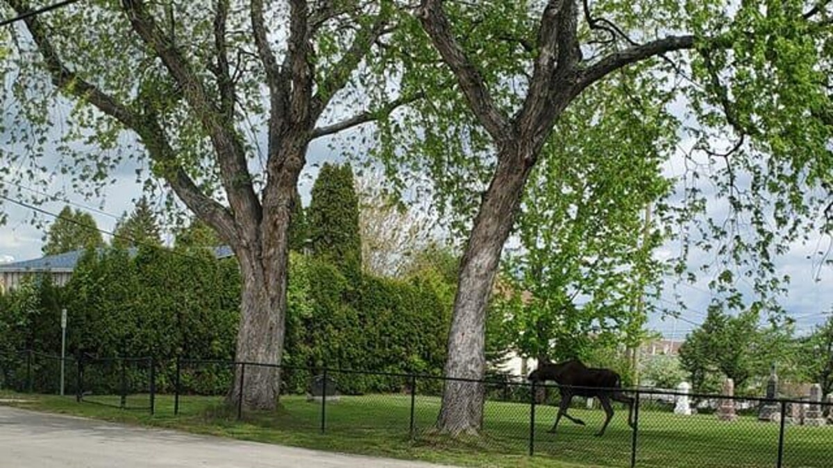 En continu | Insolite | Radio-Canada | Page 49