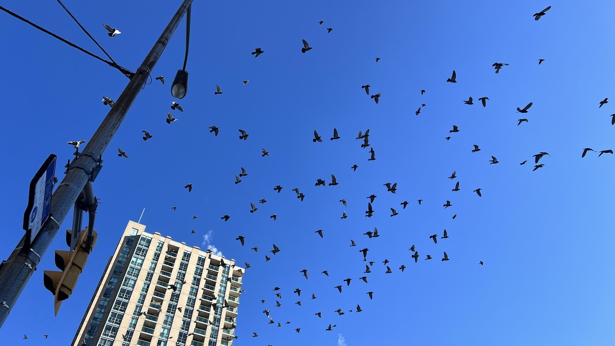 Toronto donne des contraceptifs oraux à ses pigeons | Le téléjournal ...