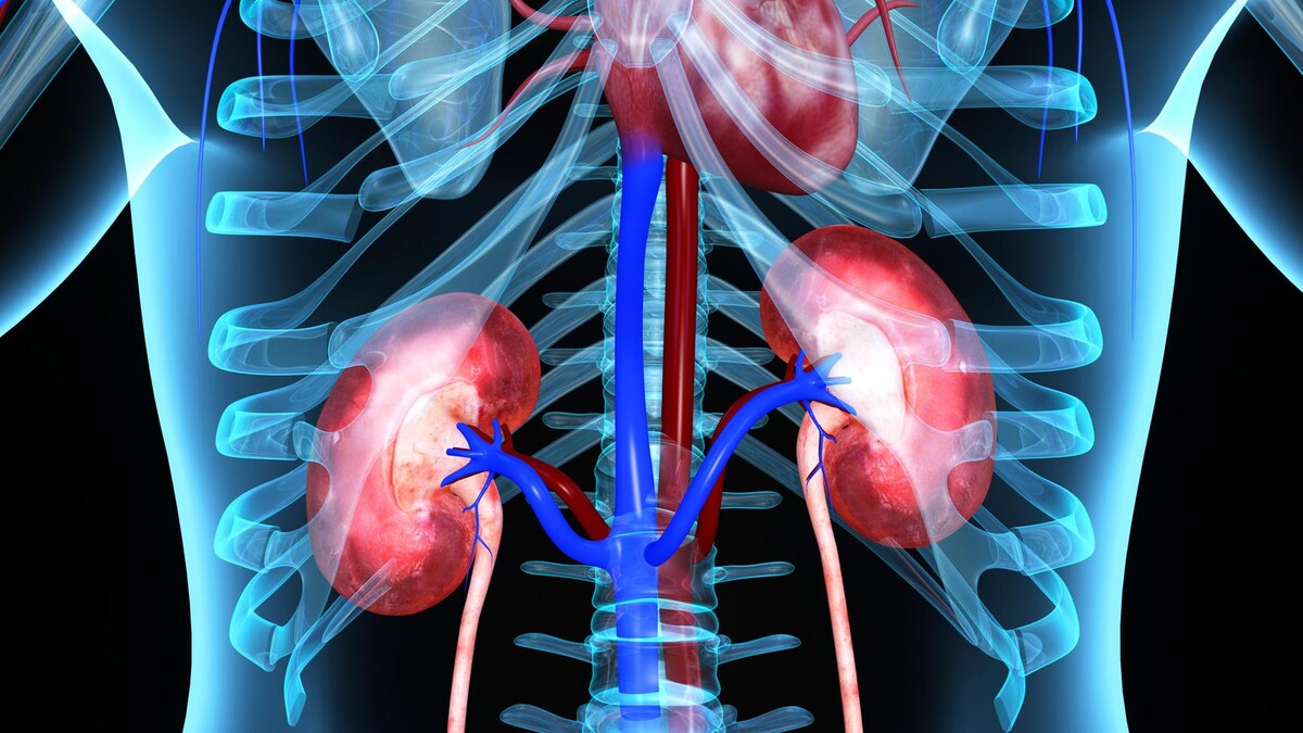 Programme de don vivant de rein au Québec | Radio-Canada Info