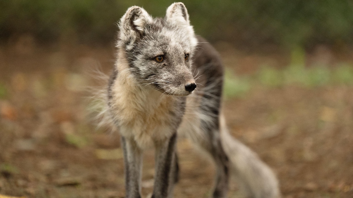 Le Bioparc de Bonaventure fait peau neuve | Le téléjournal Est-du-Québec