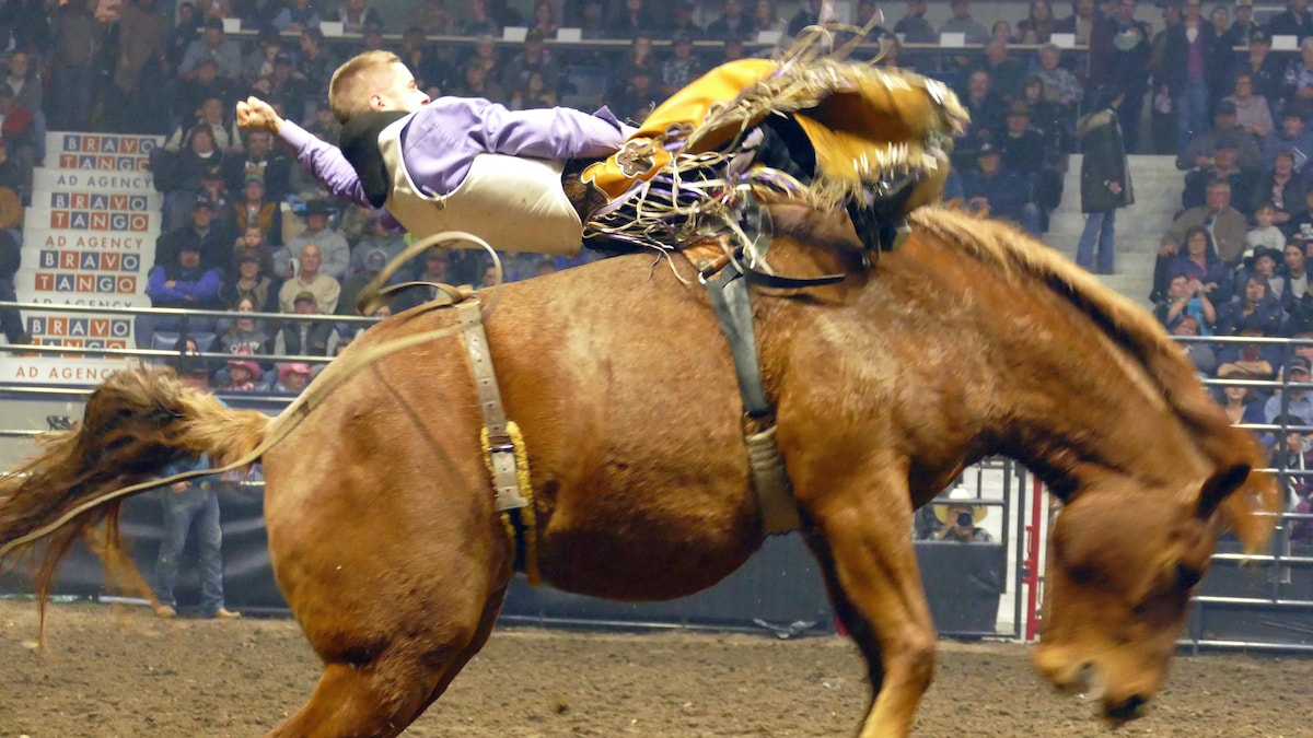 Regina se met en mode rodéo à l’Agribition | Le téléjournal Saskatchewan