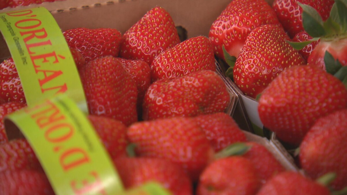Revoici le temps des fraises! | Le téléjournal Québec