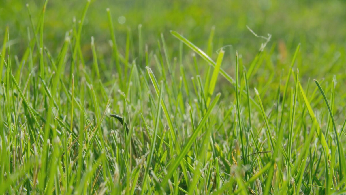 À la recherche d'un gazon plus vert | La semaine verte