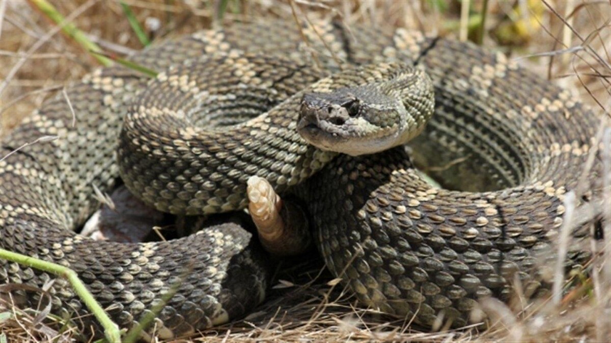 Pompiers chasseurs de serpents | Radio-Canada Info