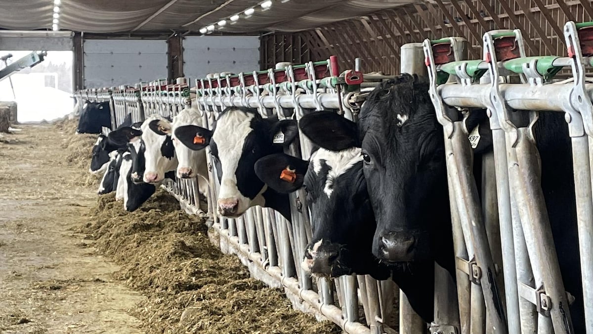 Le meilleur troupeau laitier du pays est à Kamouraska | Le téléjournal ...