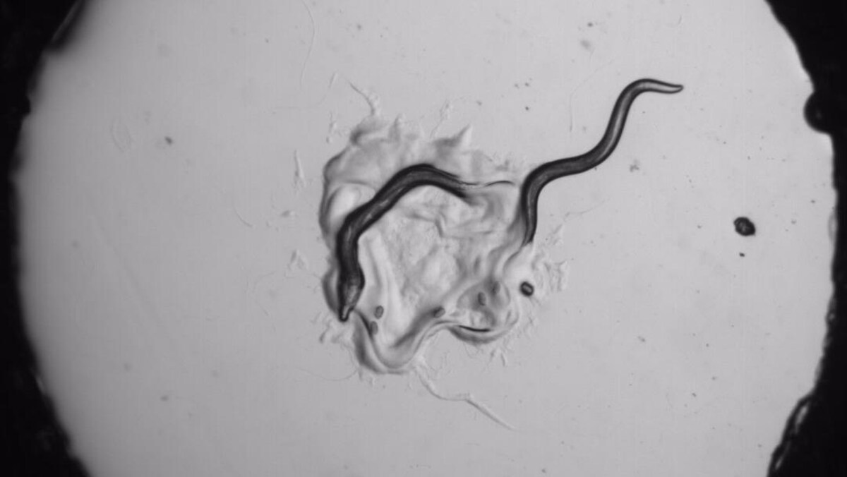 En continu | Science | Radio-Canada | Page 82