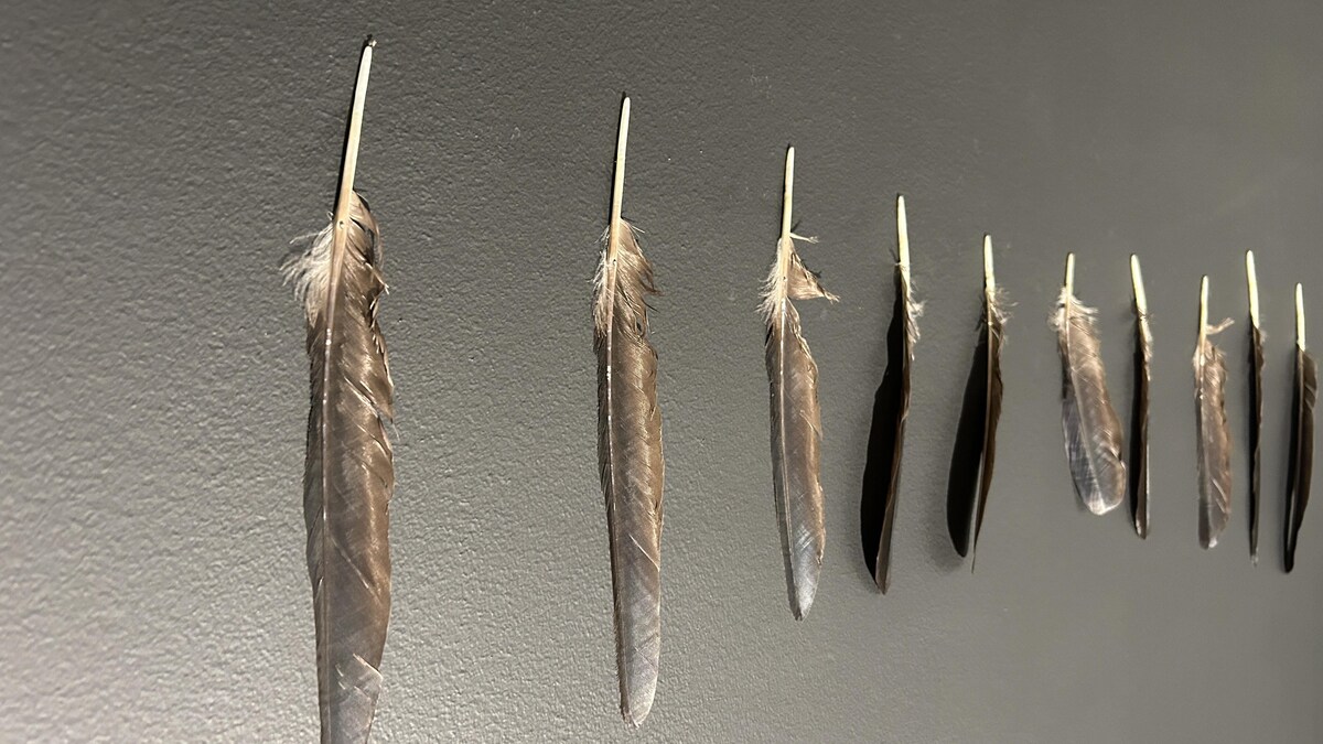 Soleil Launière, de la musique à l’art visuel | Le téléjournal Est-du ...