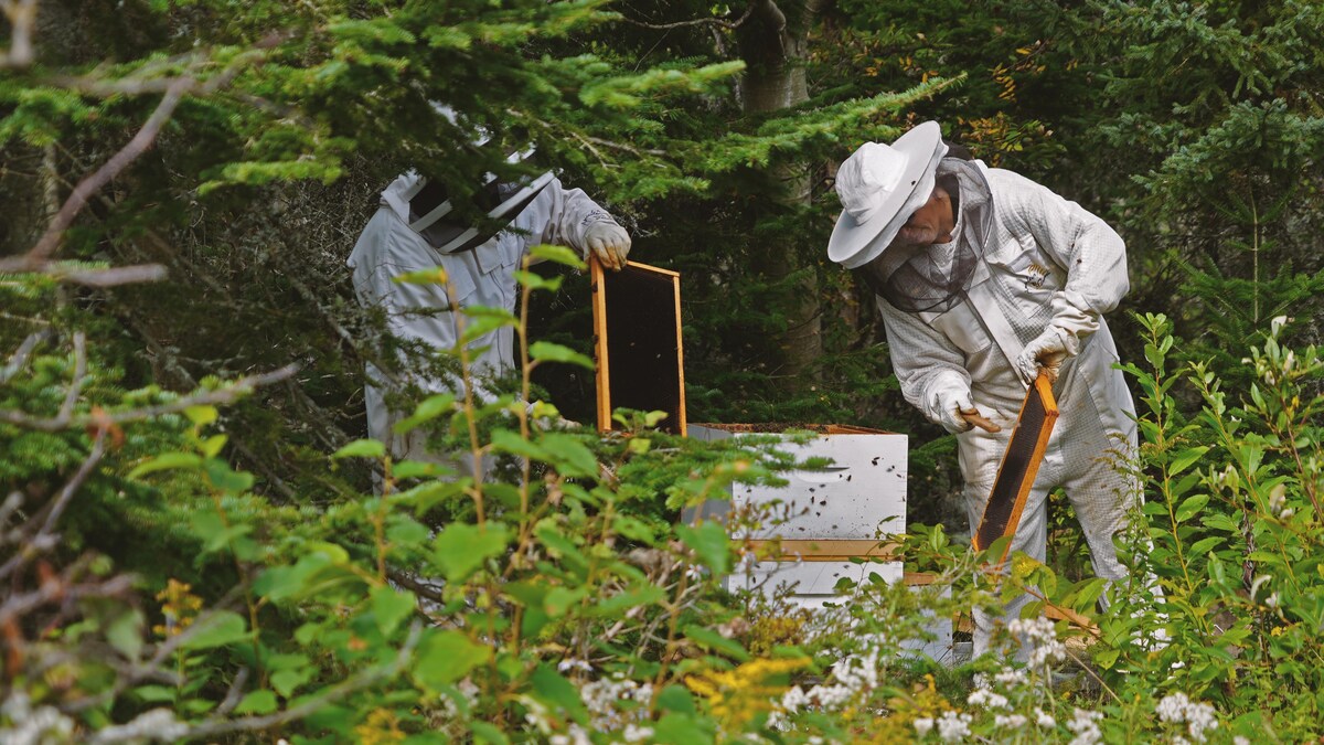 Les abeilles à miel contre vents et marées | Le téléjournal Est-du-Québec
