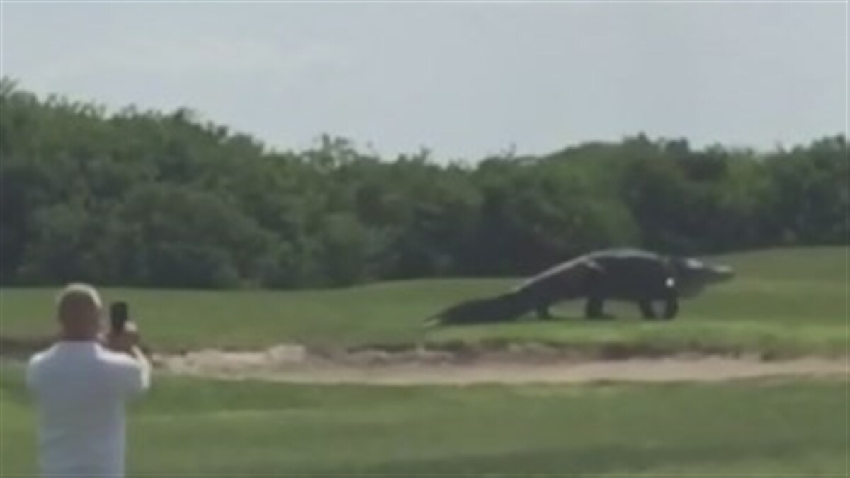 Le sosie de Godzilla en visite sur un terrain de golf | Radio-Canada Info
