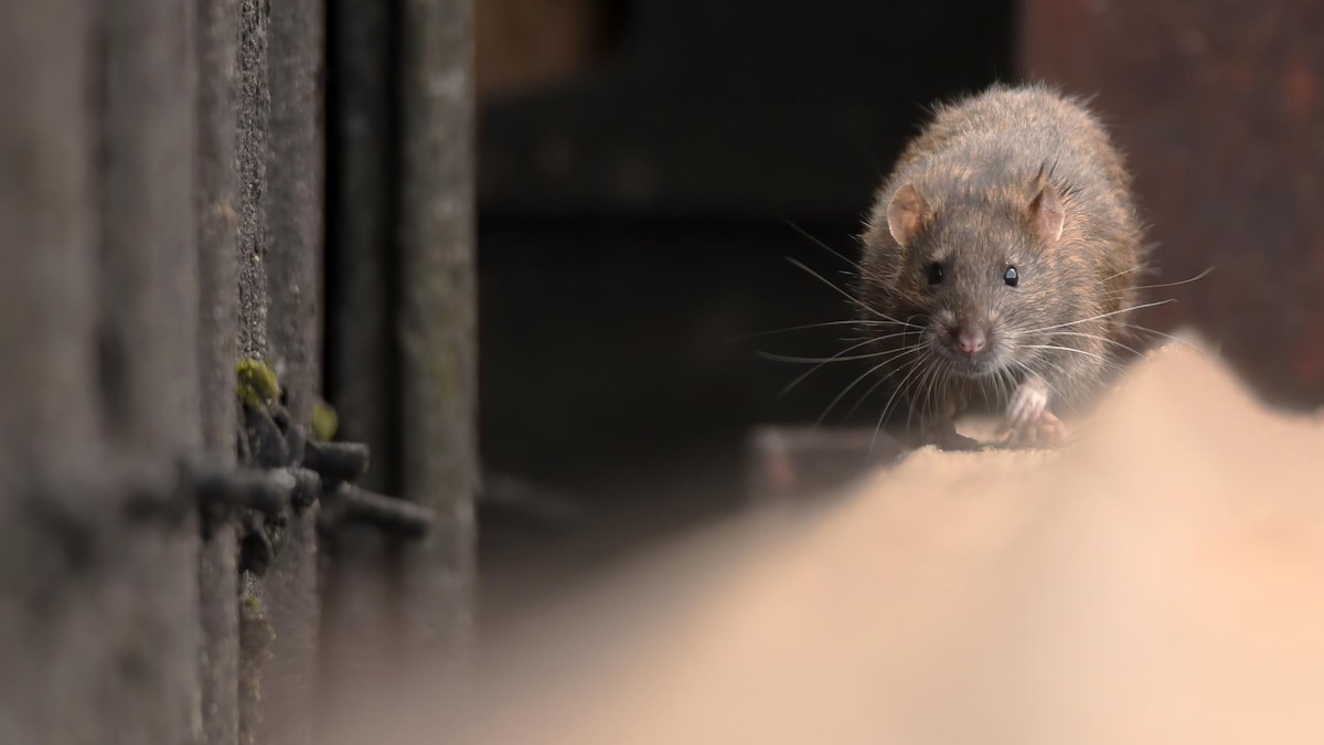Infestations de rats : la construction d’une ligne de métro montrée du ...