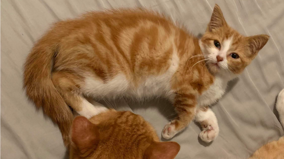 En continu | Insolite | Radio-Canada | Page 30