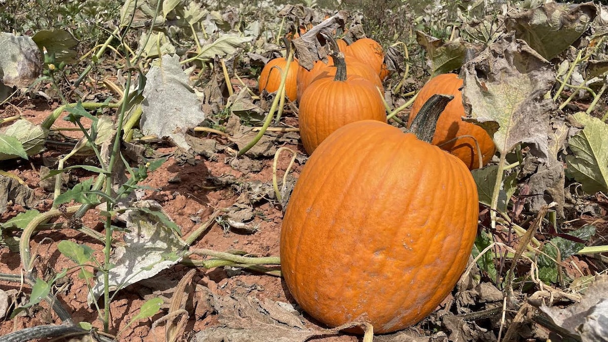 Récolte de citrouilles : des agriculteurs rapportent d'importantes ...