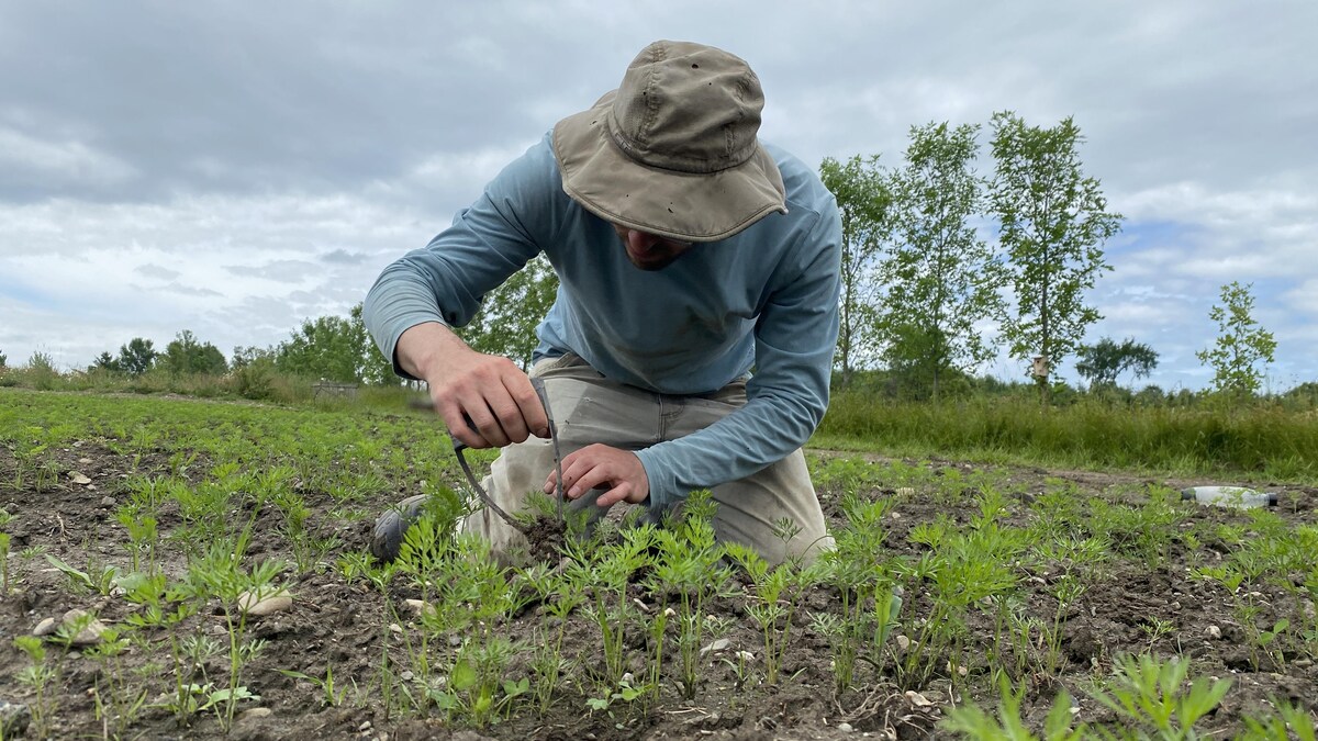 Des carottes pour Moisson Estrie : les bénévoles en renfort | Le ...
