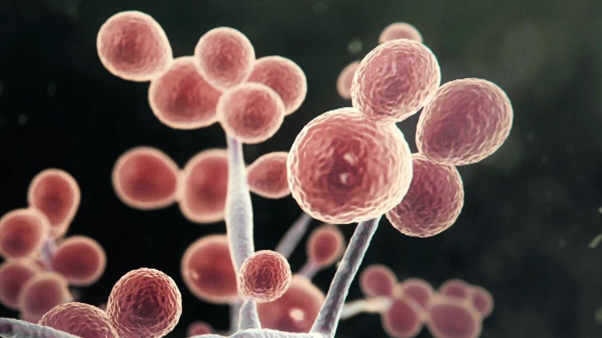 Champignon inquiétant | Découverte